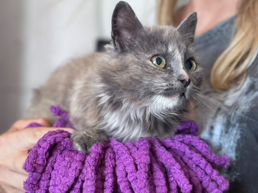 Кошка Ласка в добрые руки