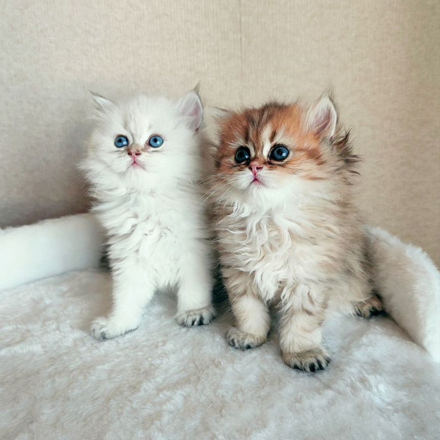 Котята британской шиншиллы