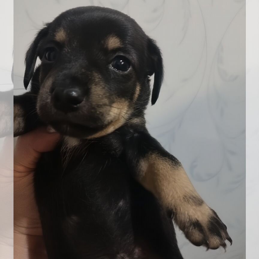 Русский той-терьер, щенок