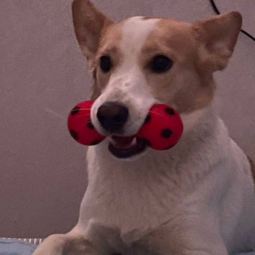 Вельш Корги Пемброк, взрослая собака