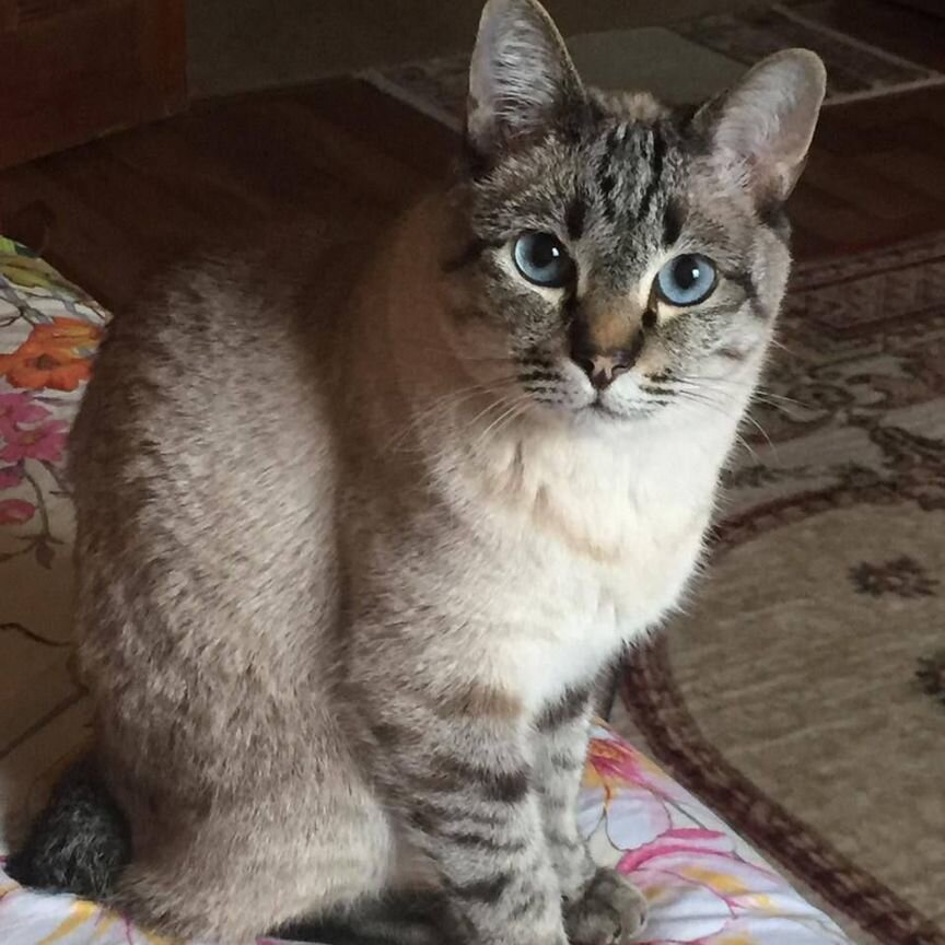 Кот в добрые руки