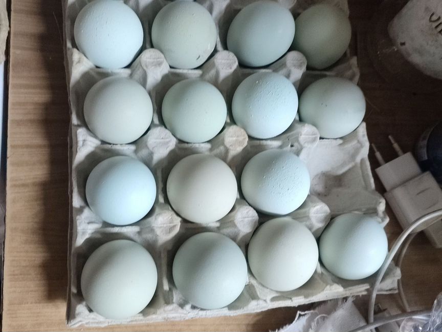 Инкубационное яйцо