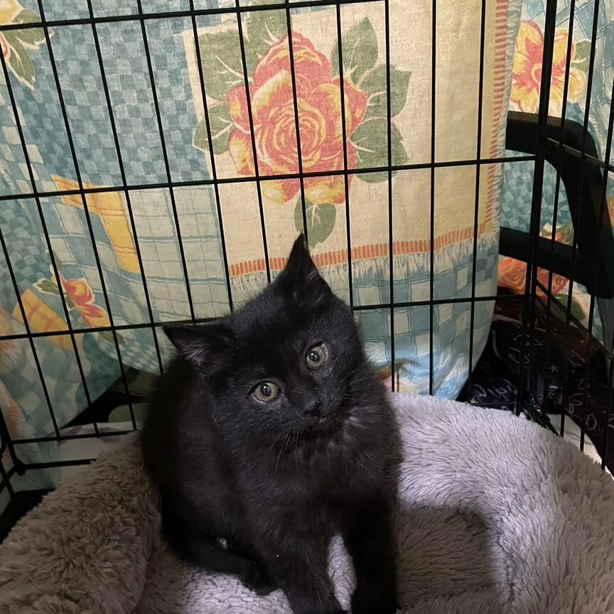 Черный котенок