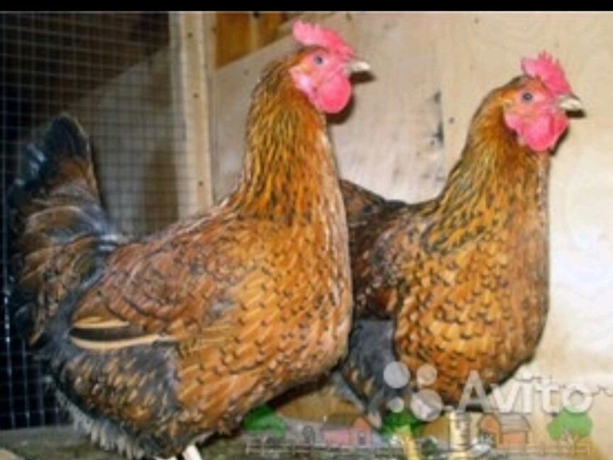 Куры молодки