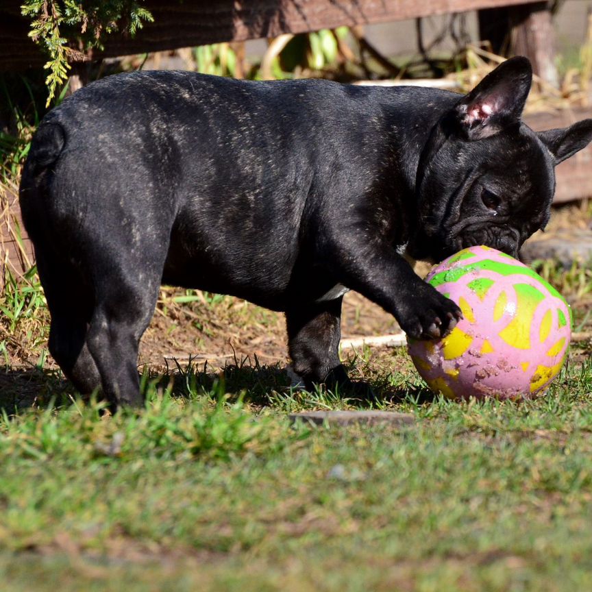 Французский бульдог, щенок