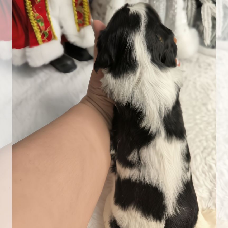 Кавалер кинг-чарльз-спаниель, щенок