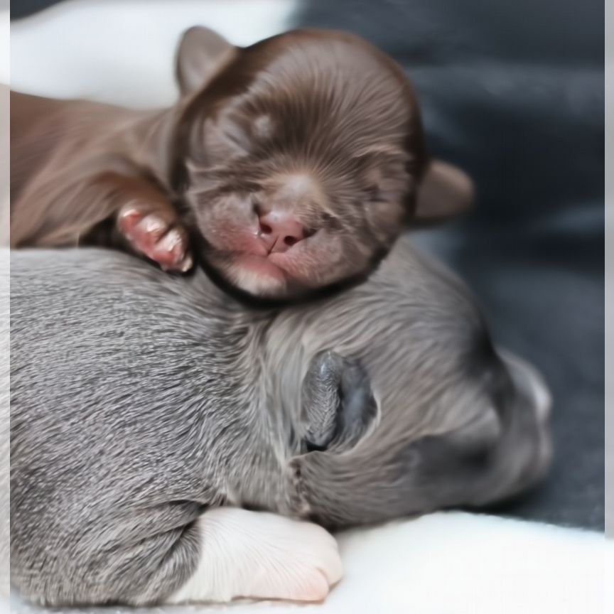 Чихуахуа, щенок