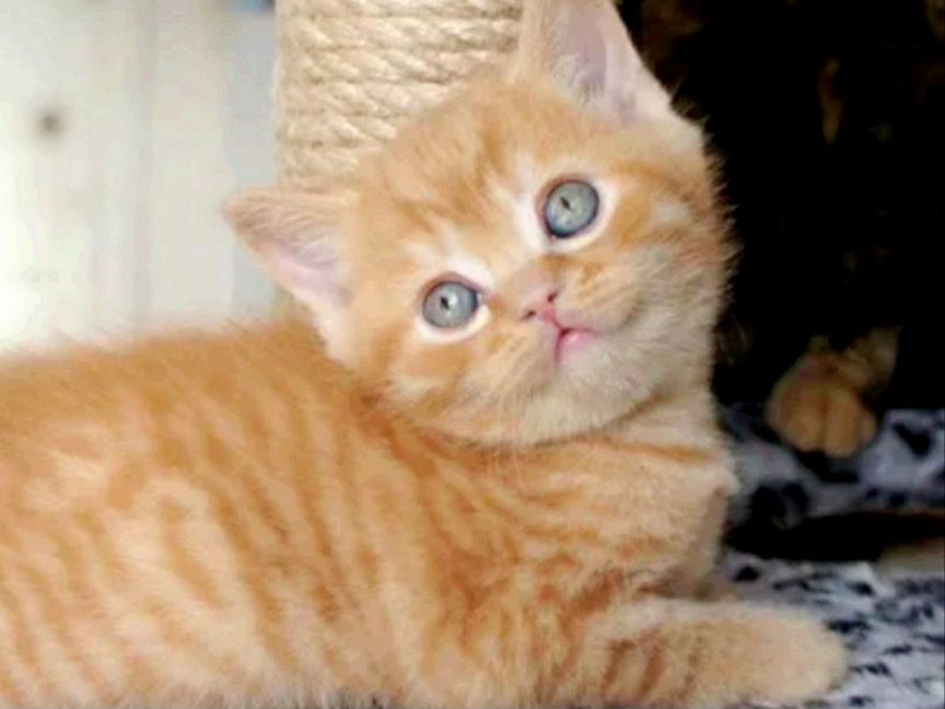 Шотландские Рыжики) На Счастье)