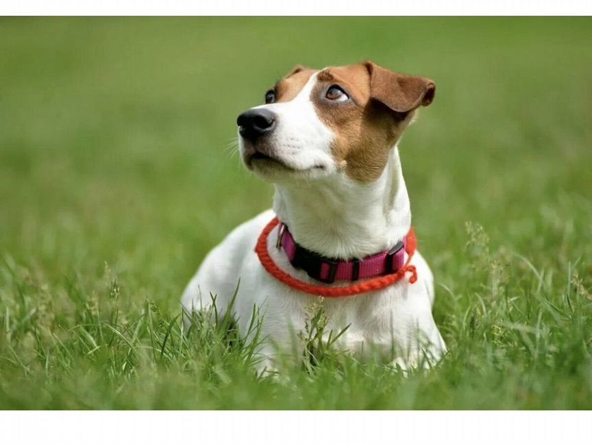 Джек рассел девочка Майами