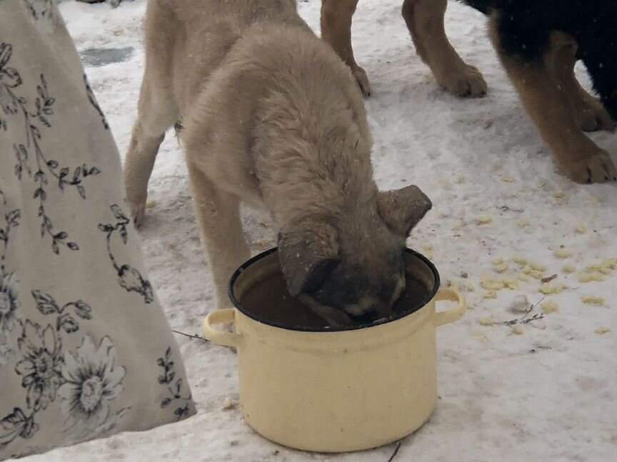 Щенок в добрые руки