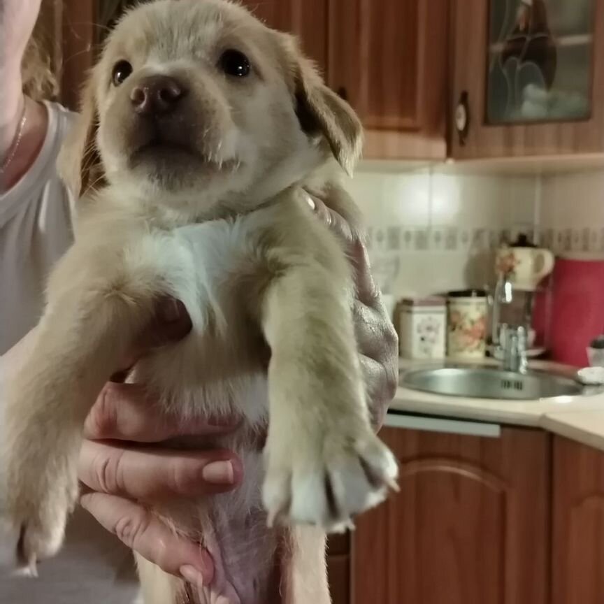 Щенок в добрые руки