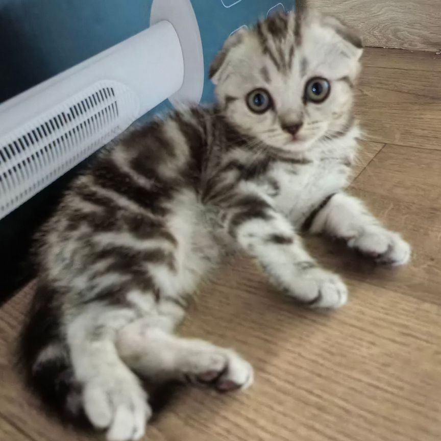 Шотландский вислоухий короткошёрстный котёнок
