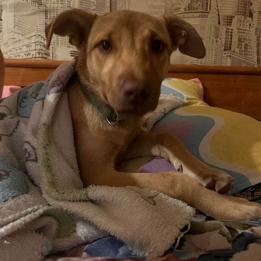 Щенок девочка