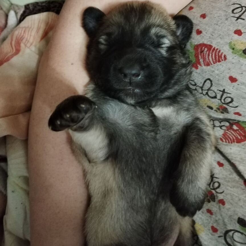 Щенок в добрые руки