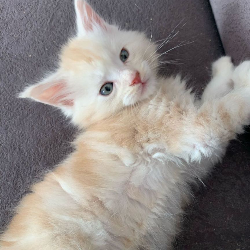 Котенок мейн-кун