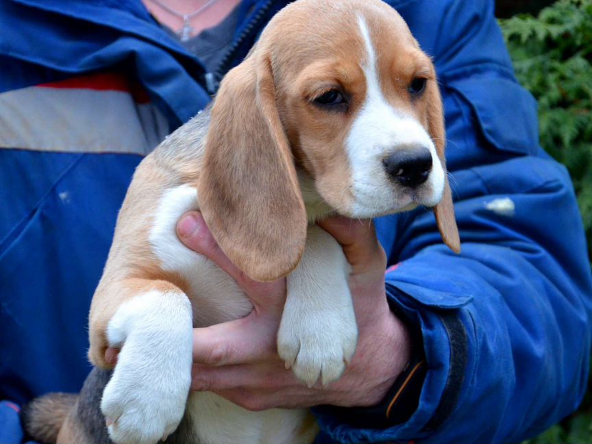 Щенок бигля