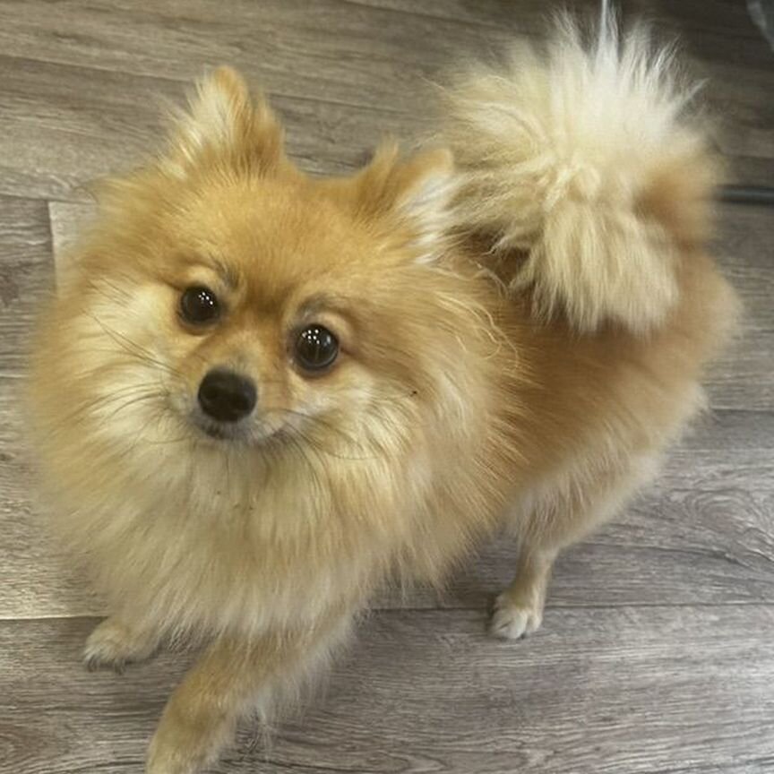 Шпиц девочка в добрые руки