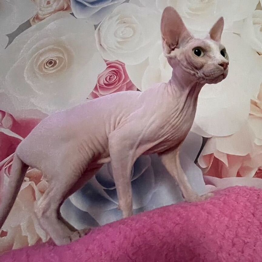 Канадский сфинкс