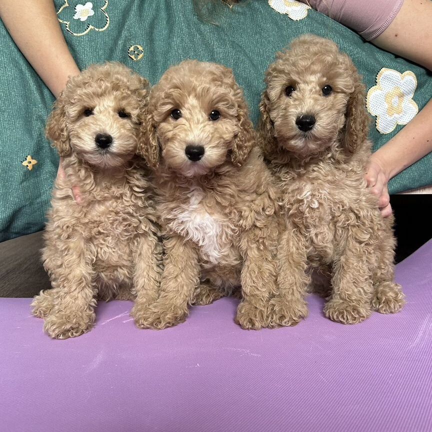 Щенки карликового пуделя