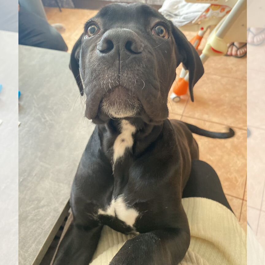 Кане-корсо, щенок