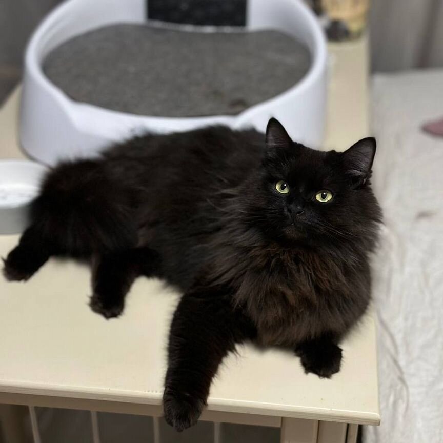 Норвежский лесной кот, взрослый