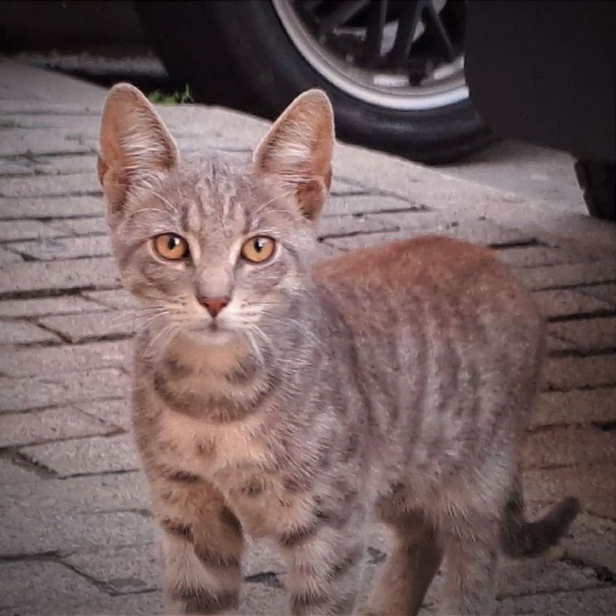 Котята бездомные