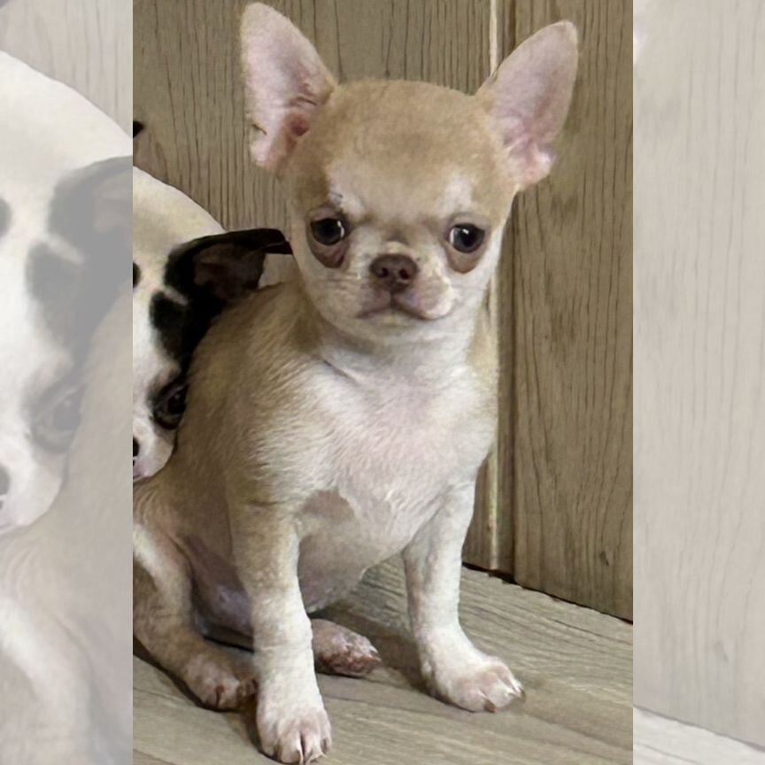 Чихуахуа, щенок