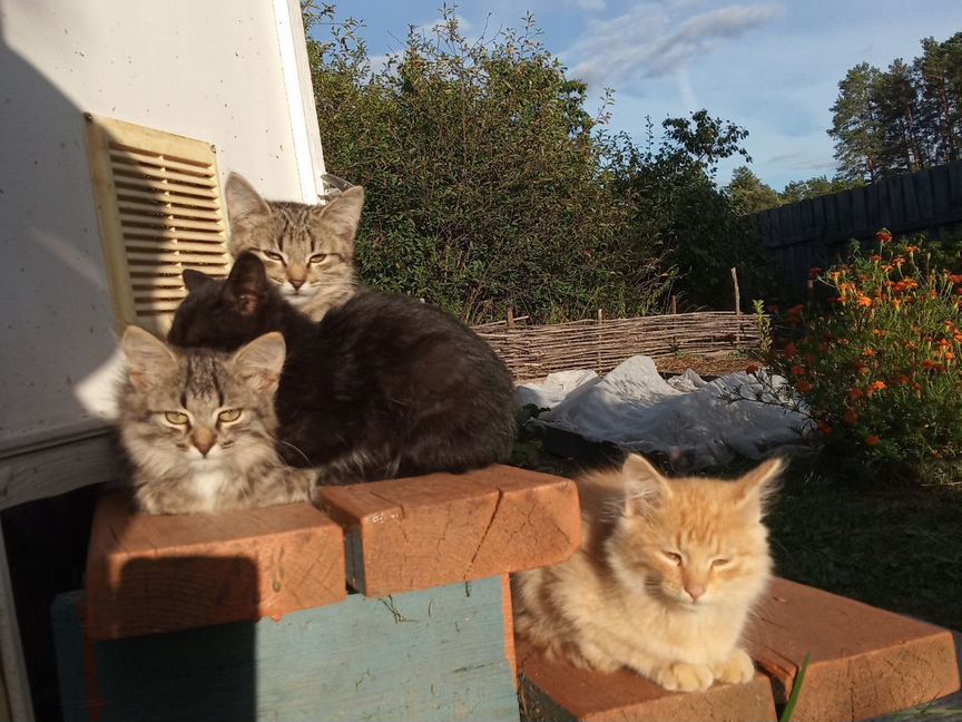 Котята в добрые руки платно коты
