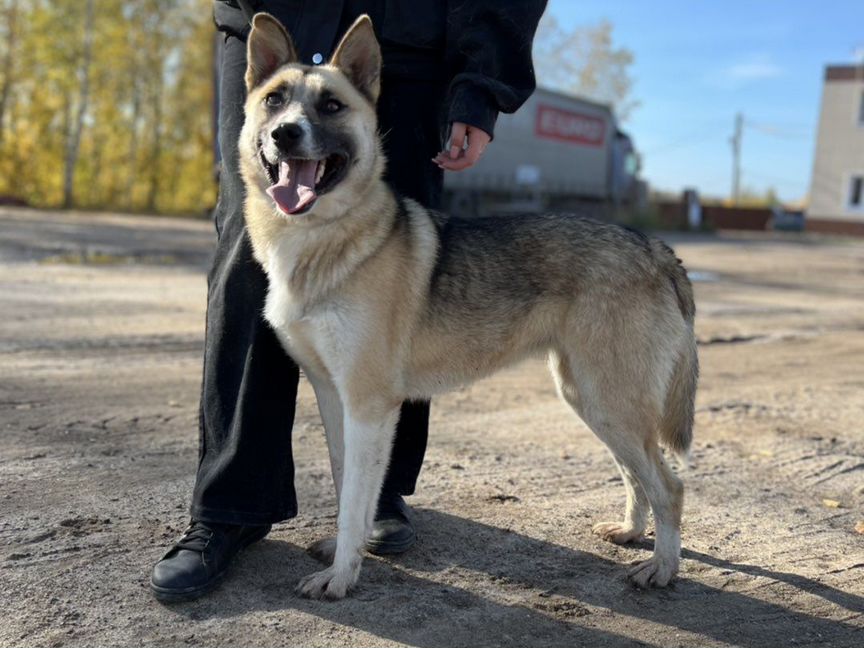 Отдам собаку в добрые руки