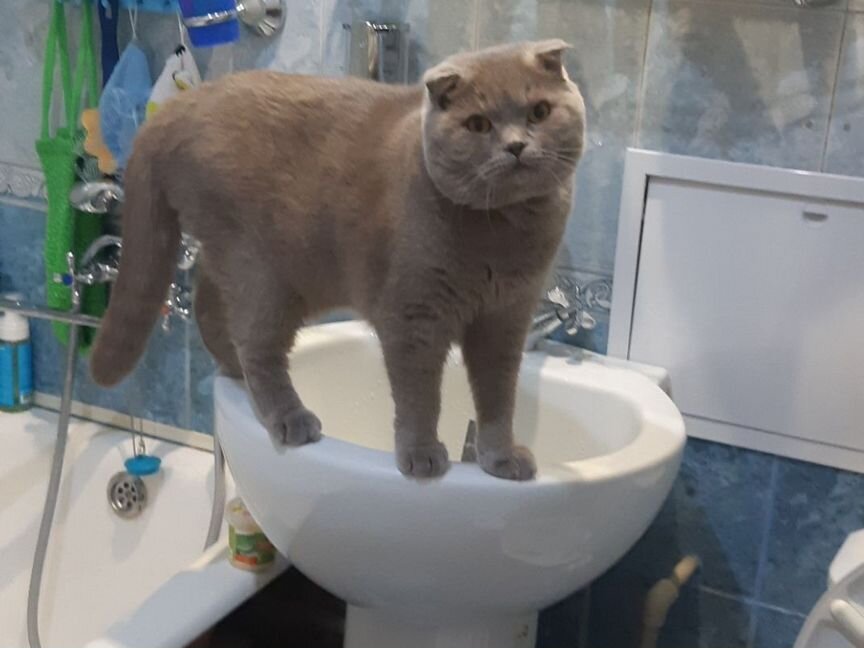 Шотландский вислоухий кот
