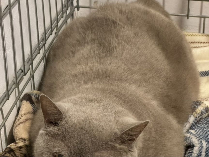 Кот Рафик 10 лет. Выкинули на лестничную площадку