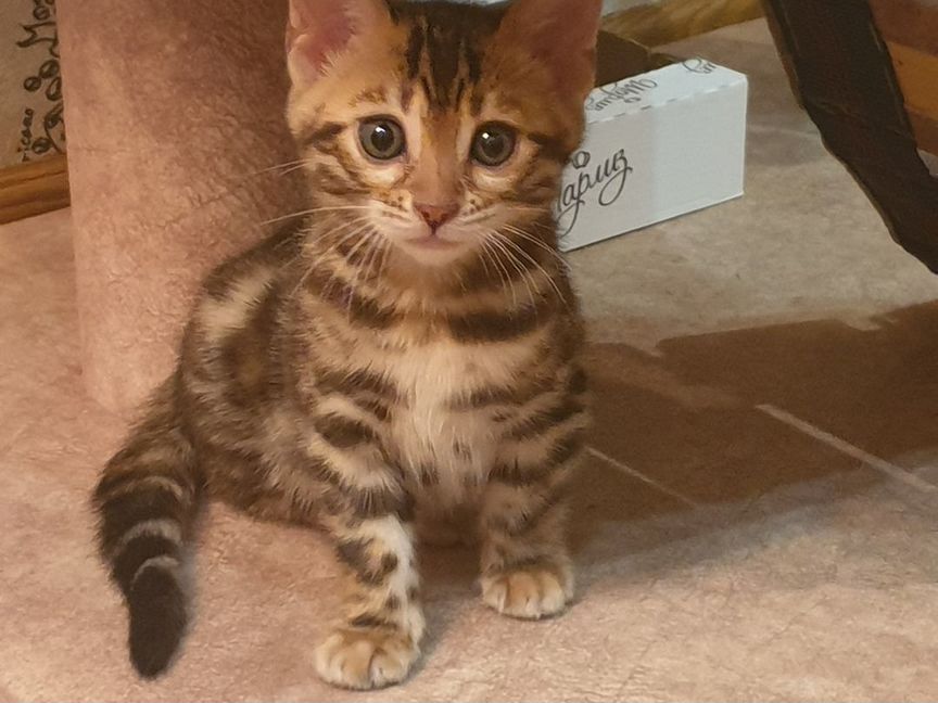 Бенгальские котята