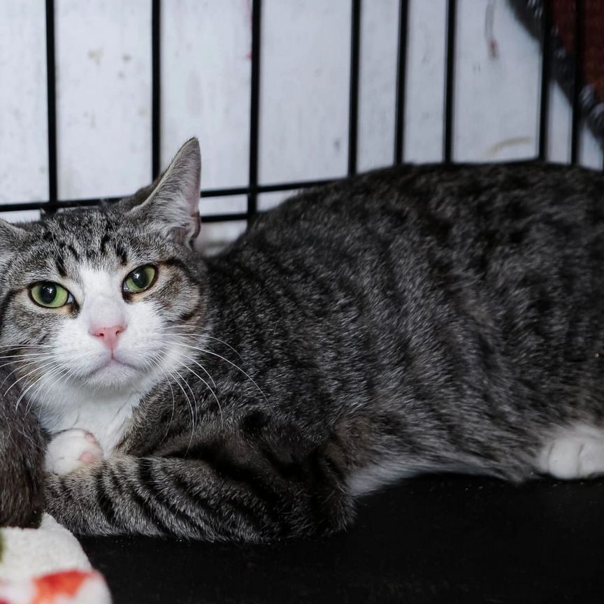 Котенок-подросток ищет дом