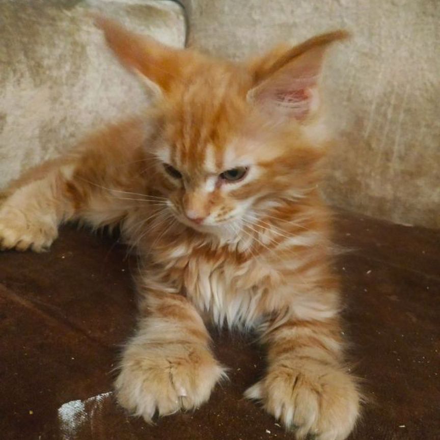 Мейн-кун котёнок