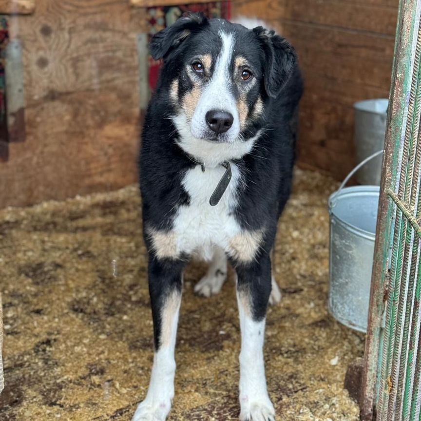 Собака Пальма из приюта