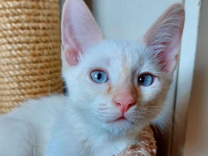 Котик Акелла в дар