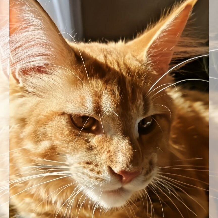 Мейн-кун котёнок
