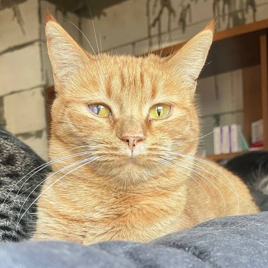 Кошечка в добрые руки