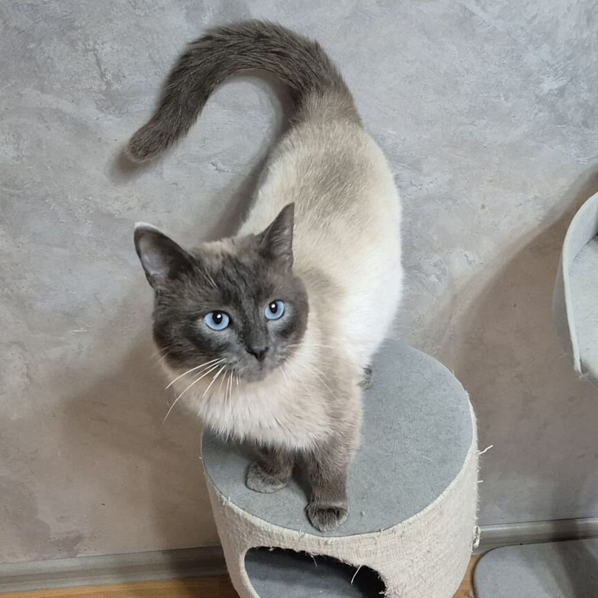 Кот тайского окраса ищет дом