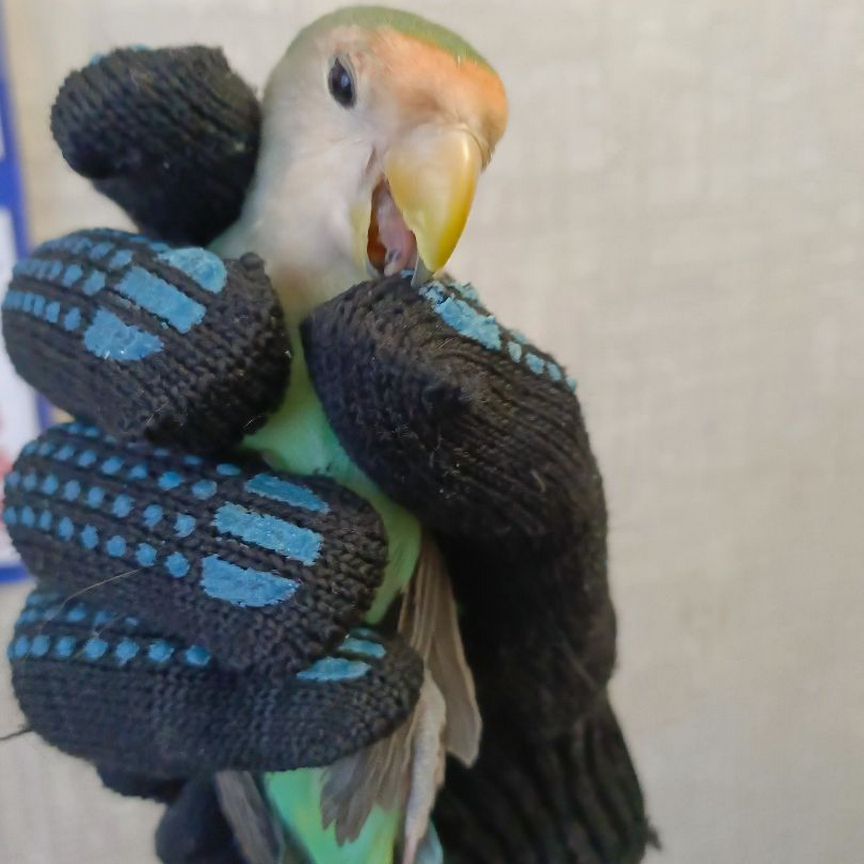 Попугай неразлучник