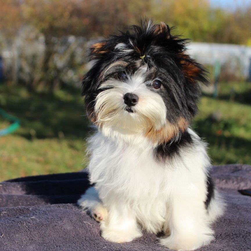 Мальчик бивер-йорка