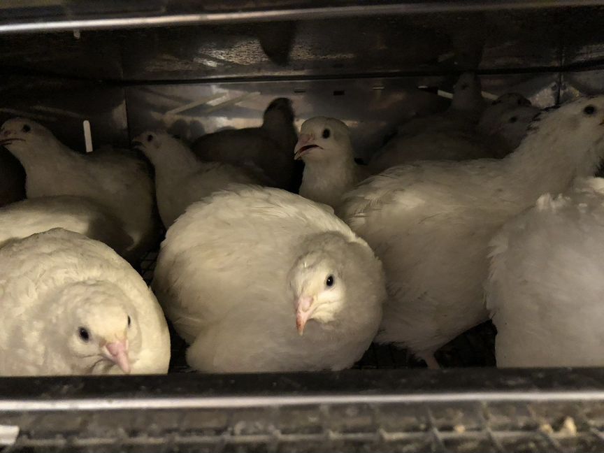 Перепела инкубационное яйцо