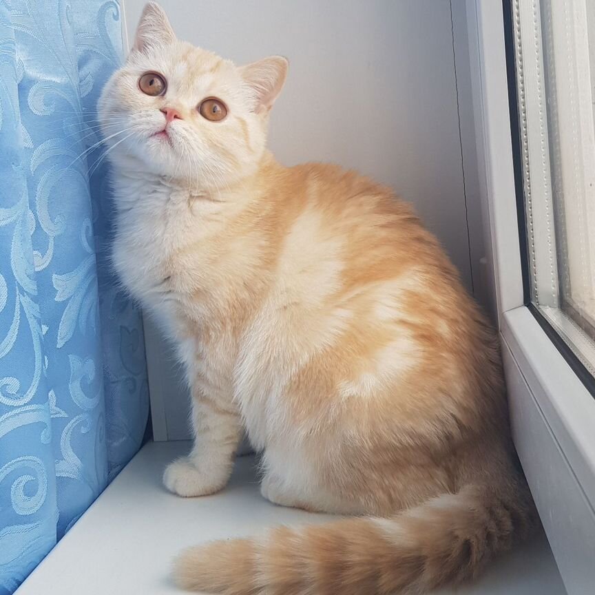 Породистые котята