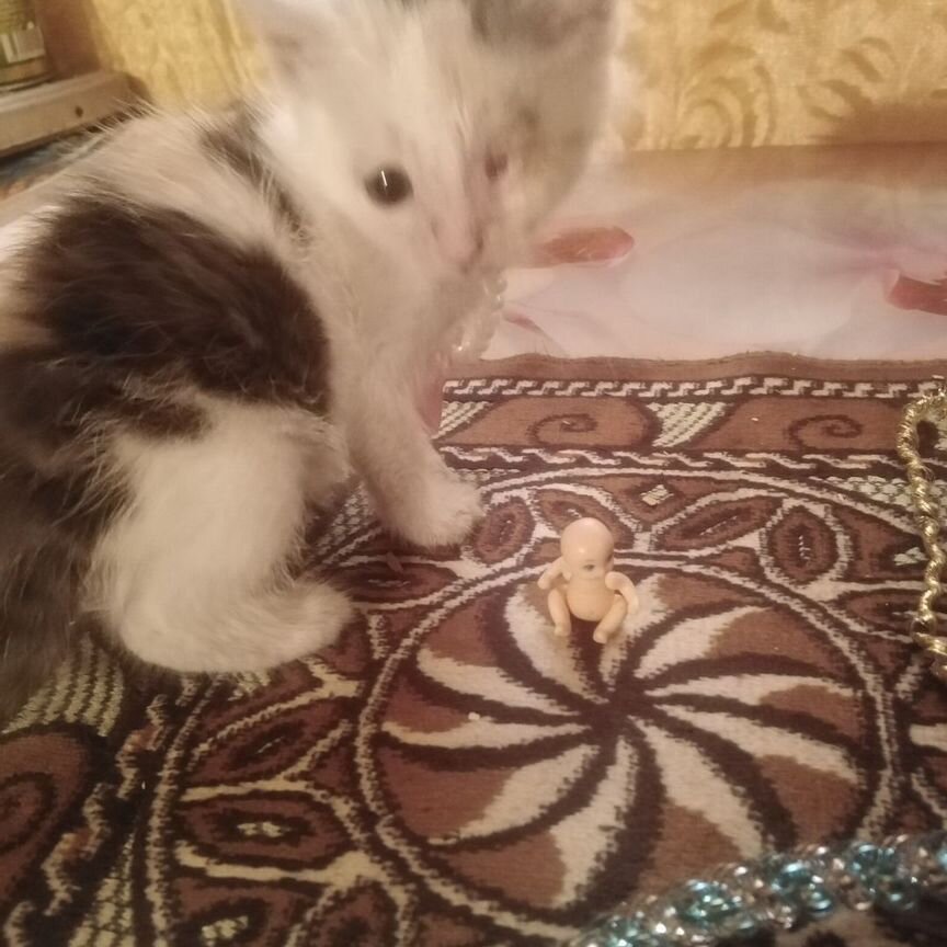 Котята в добрые руки