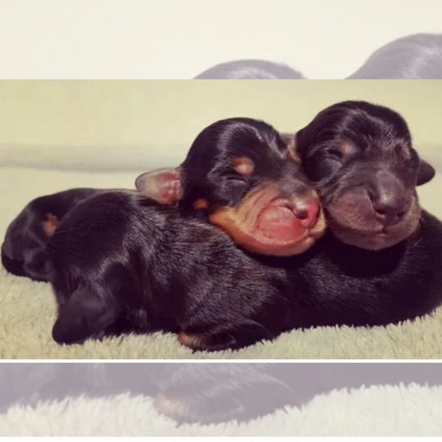 Карликовая такса, щенок