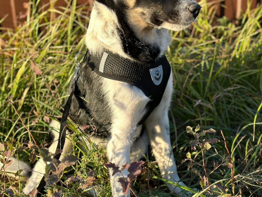 Щенок мальчик