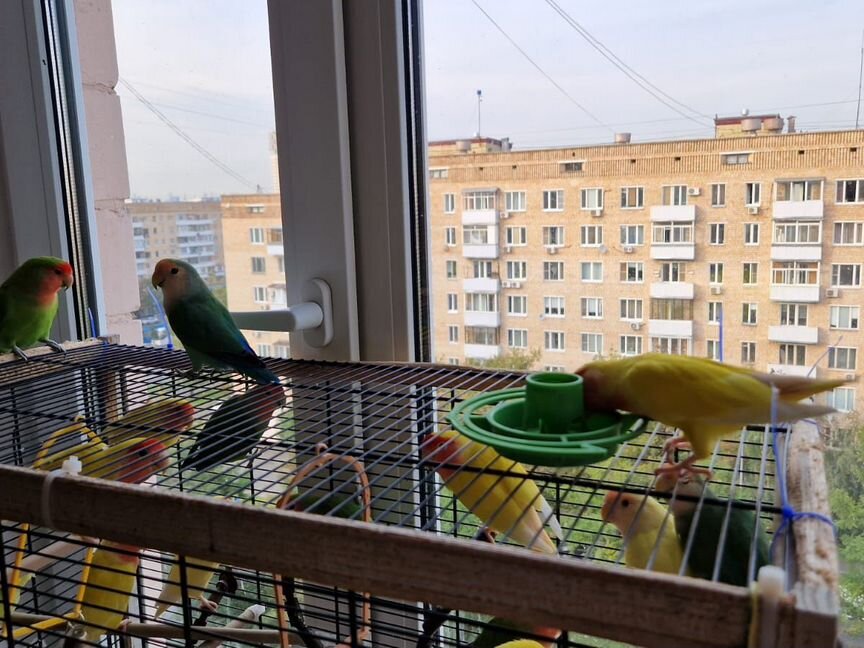 Попугаи-неразлучники