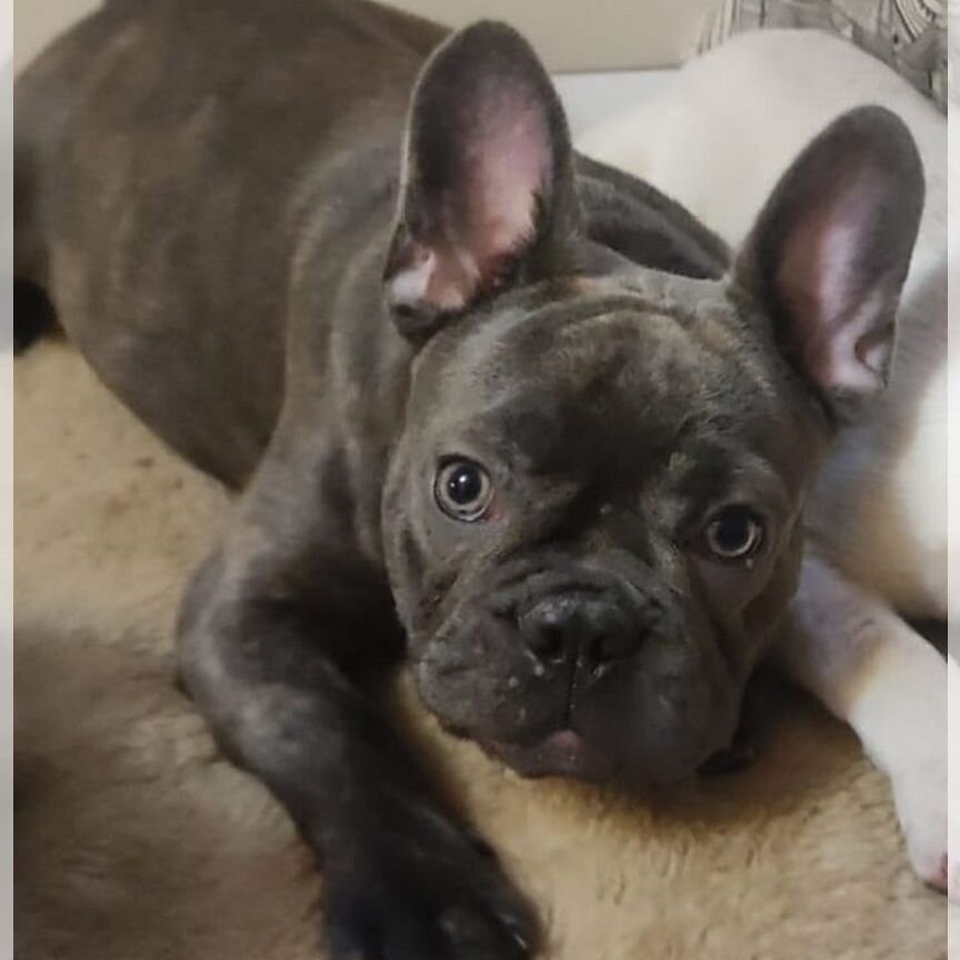 Французский бульдог, щенок