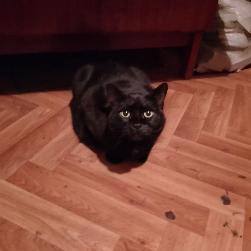 У кошек умерла хозяйка, просим помощи