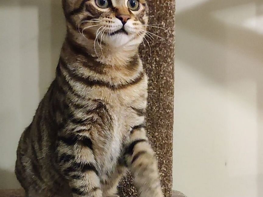 Котик Егорий